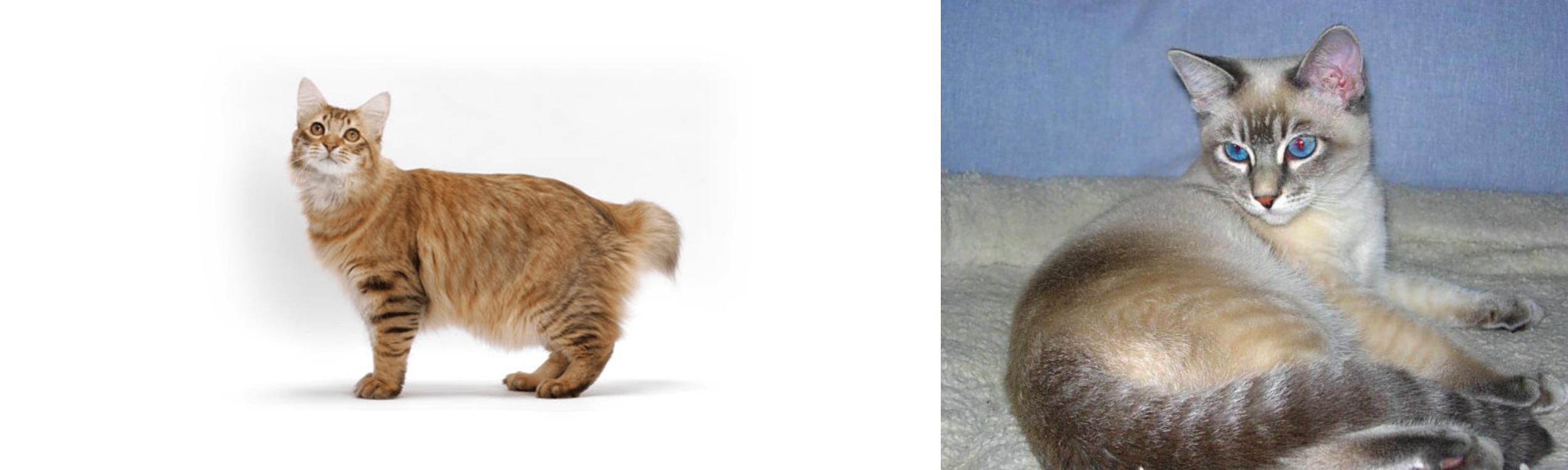 Tiger Cat vs American Bobtail - Breed Comparison | Petzlover