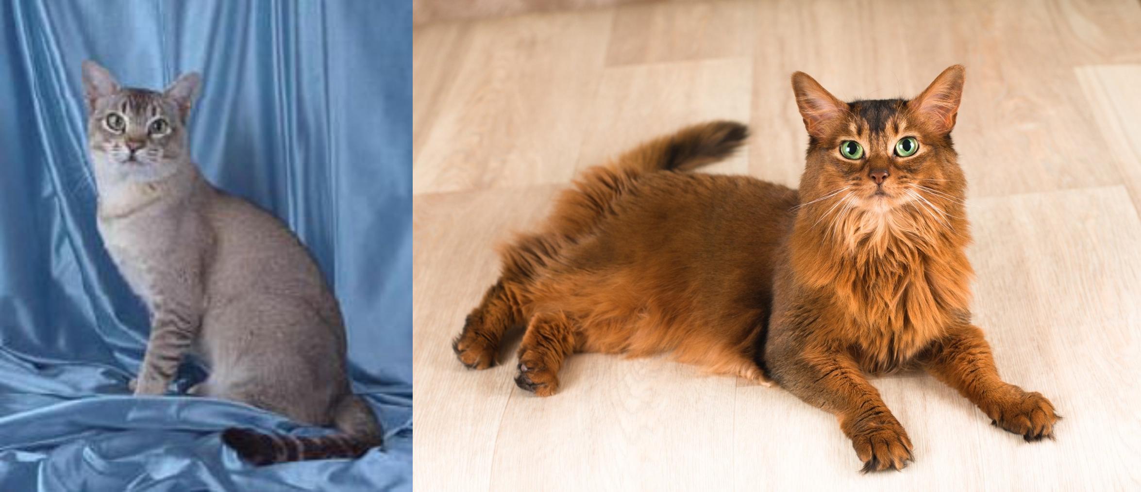 Somali vs American Keuda - Breed Comparison | Petzlover