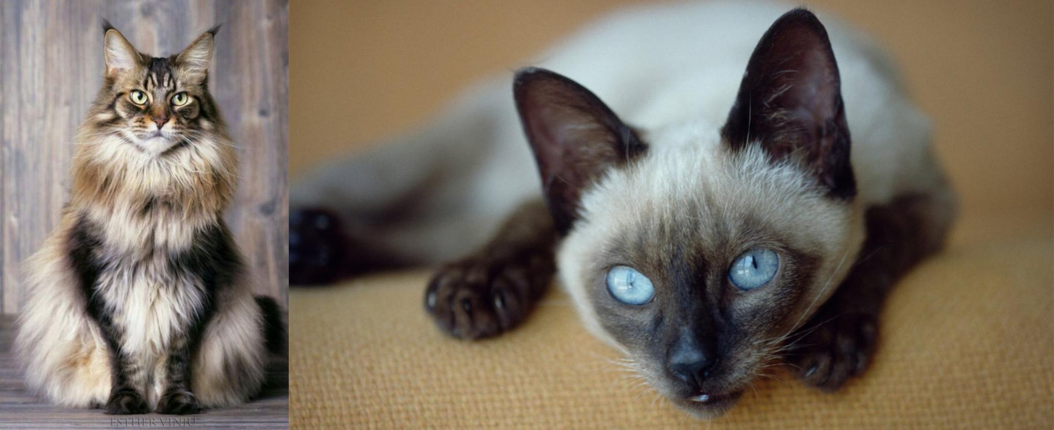 Siamese vs American Longhair - Breed Comparison | Petzlover