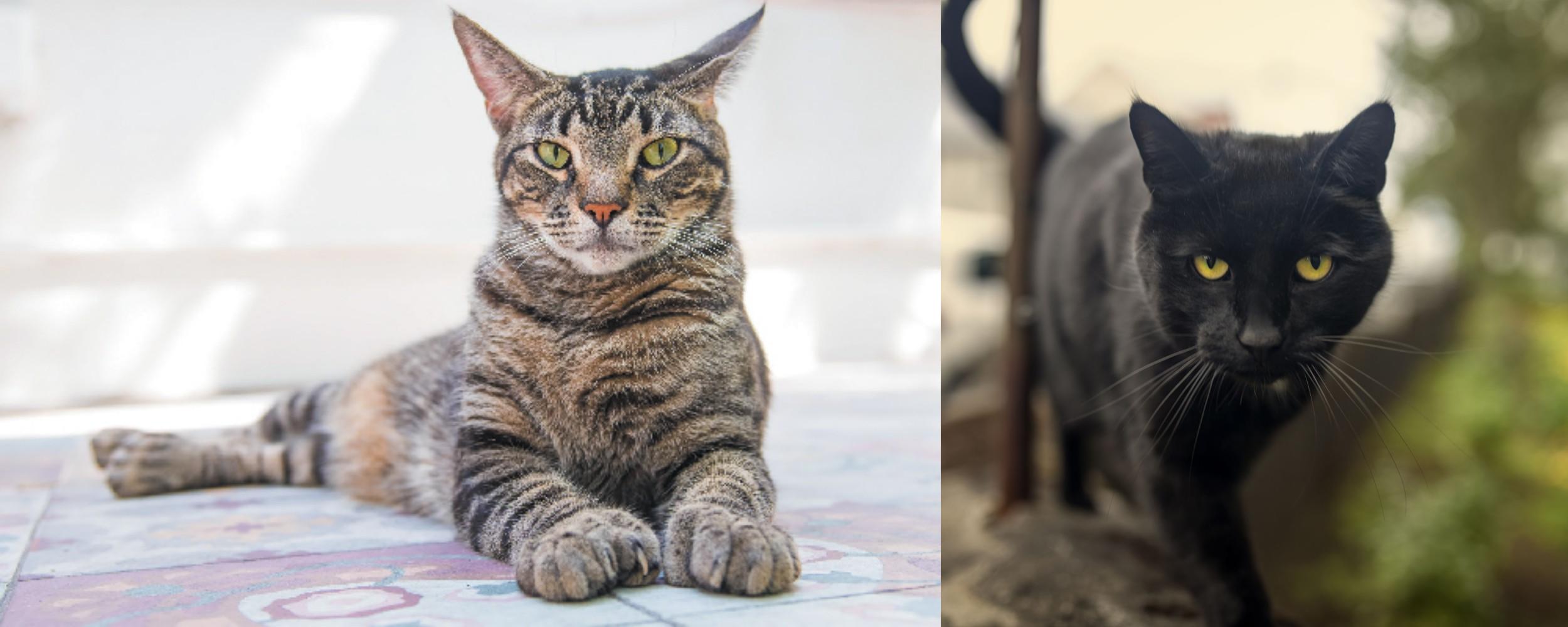Bombay vs American Polydactyl - Breed Comparison | Petzlover