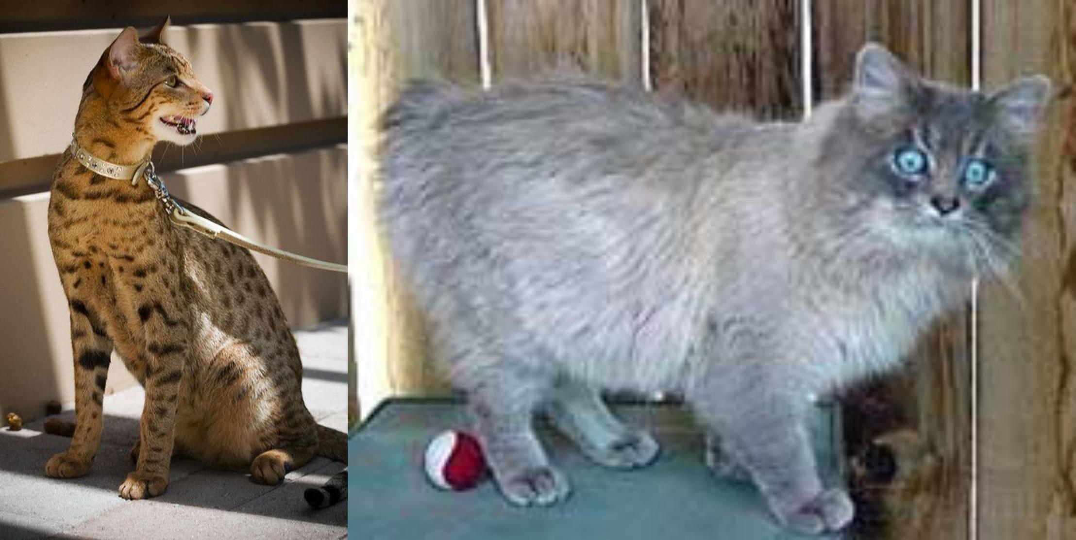 Owyhee Bob vs Ashera - Breed Comparison | Petzlover