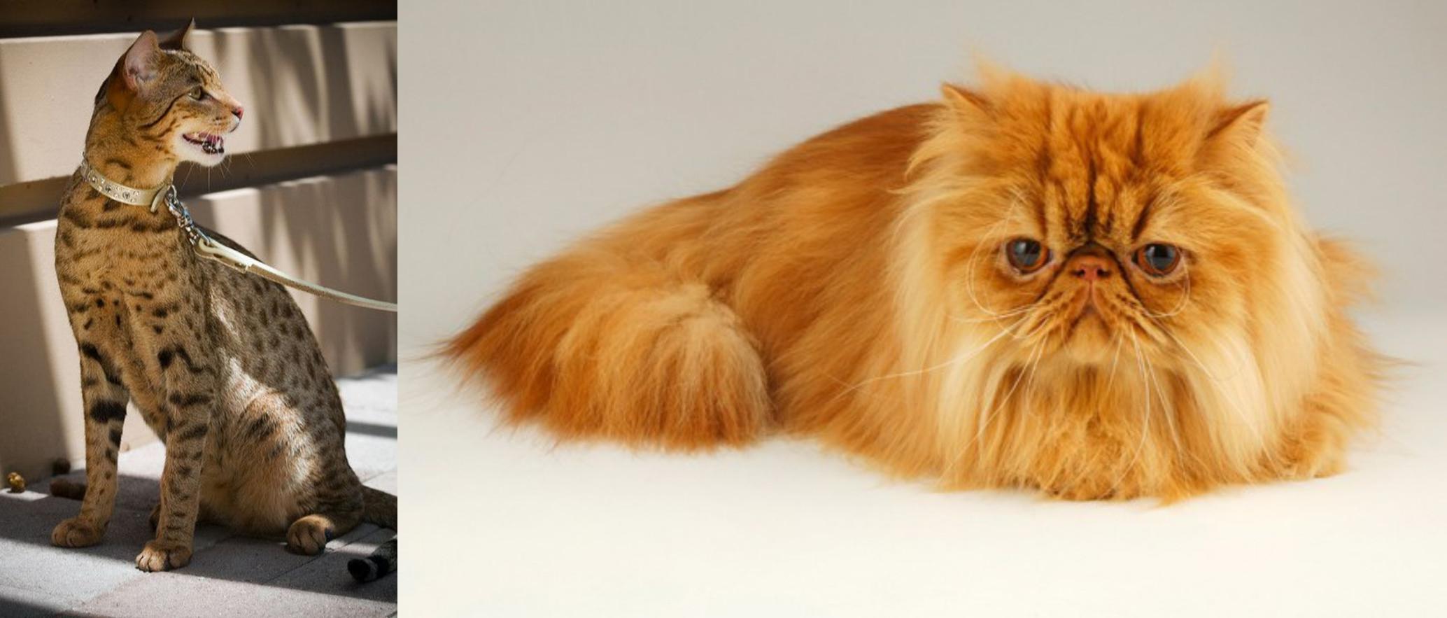 Persian vs Ashera - Breed Comparison | Petzlover