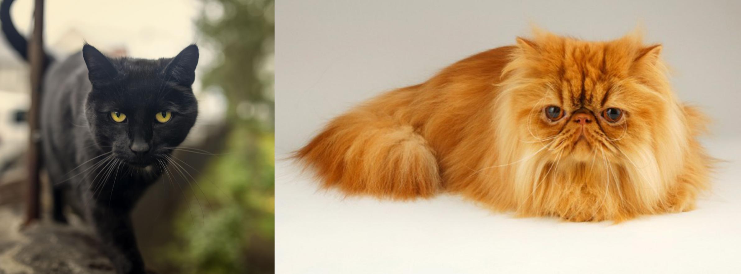 Persian vs Bombay - Breed Comparison | Petzlover