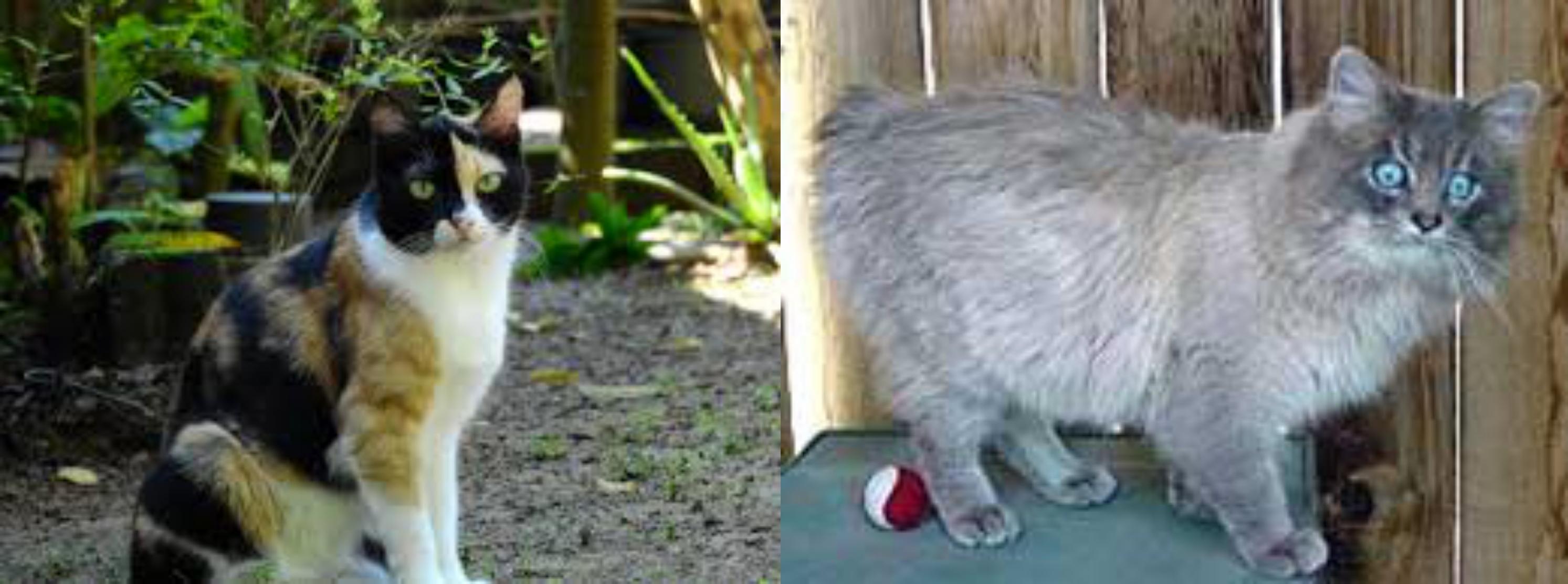 Owyhee Bob vs Calico - Breed Comparison | Petzlover