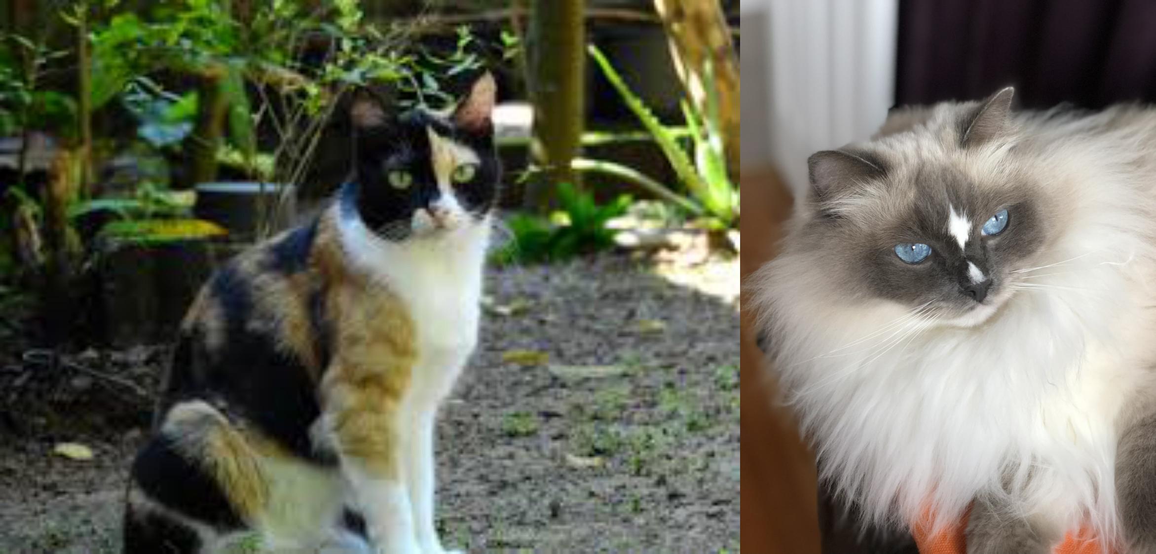 Ragdoll vs Calico - Breed Comparison | Petzlover