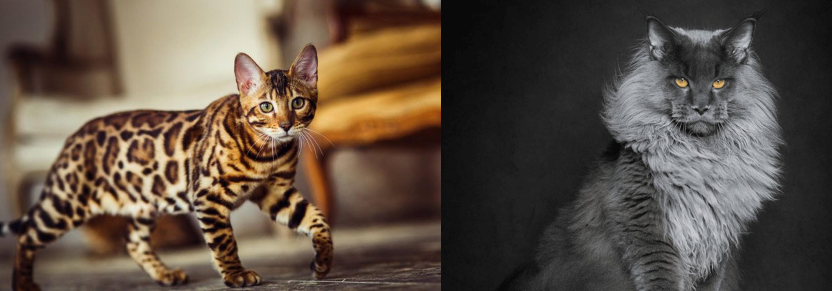 Maine Coon vs Cheetoh - Breed Comparison | Petzlover