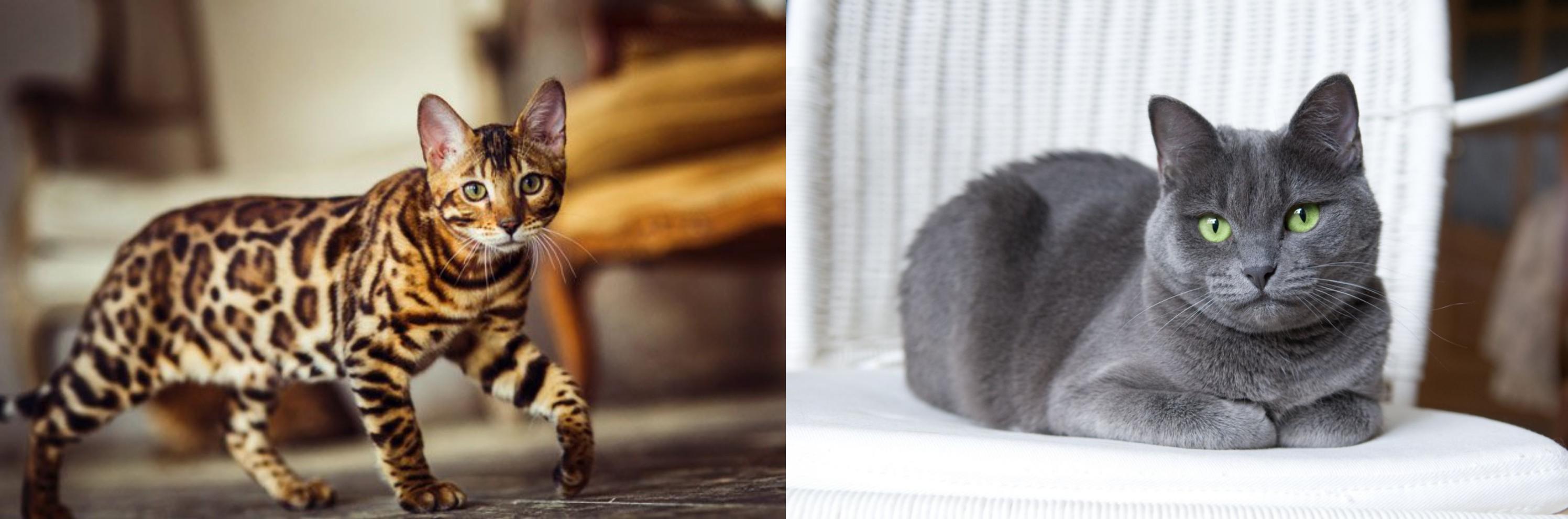 Russian Blue vs Cheetoh - Breed Comparison | Petzlover