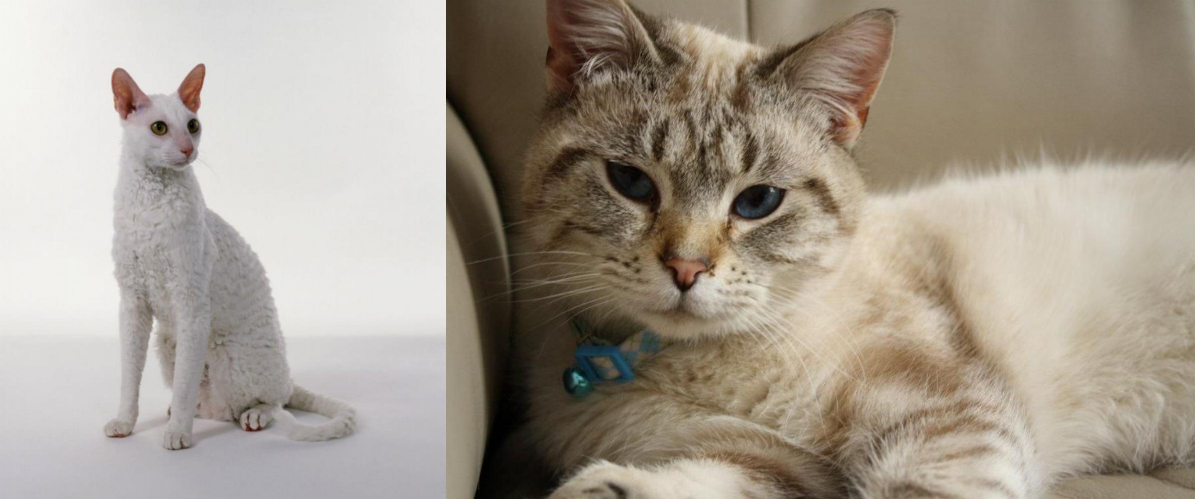 Siamese/Tabby vs Cornish Rex - Breed Comparison | Petzlover