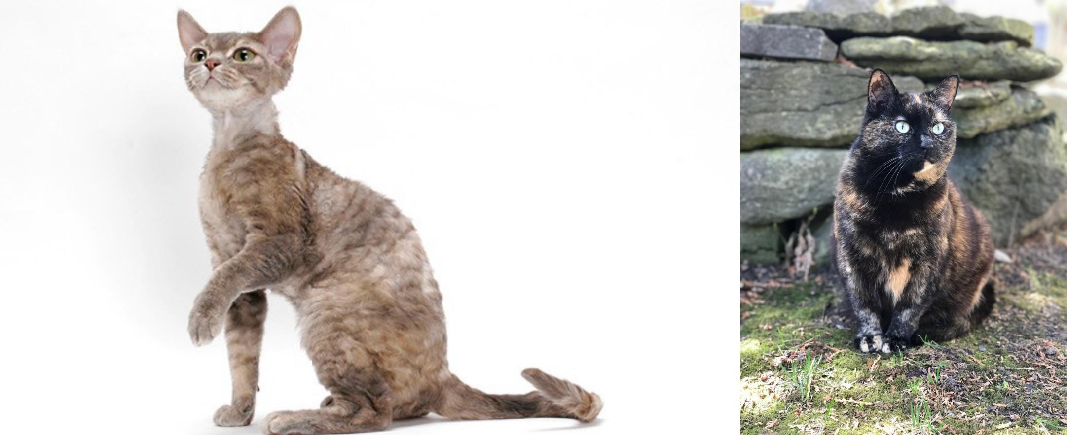 Tortoiseshell vs Devon Rex - Breed Comparison | Petzlover
