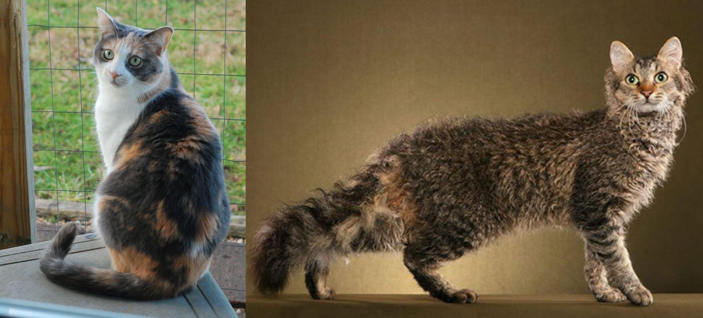 LaPerm vs Dilute Calico - Breed Comparison | Petzlover
