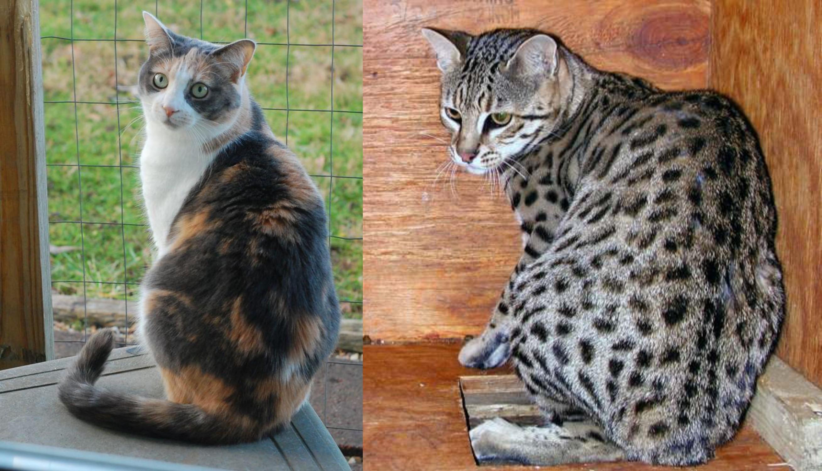 Safari vs Dilute Calico - Breed Comparison | Petzlover