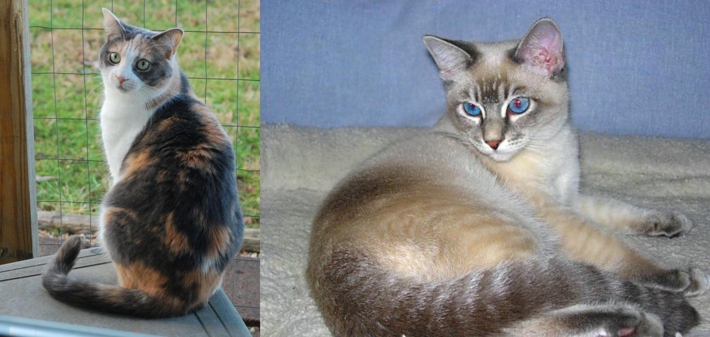 Tiger Cat vs Dilute Calico - Breed Comparison | Petzlover
