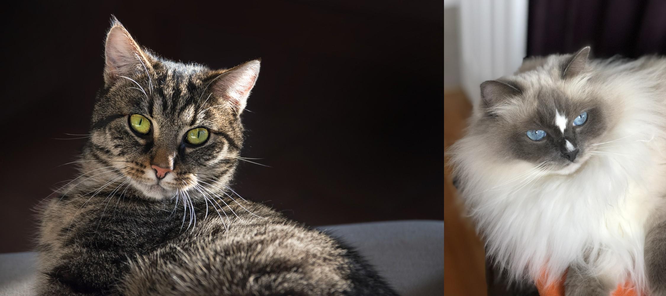 Ragdoll vs European Shorthair - Breed Comparison | Petzlover