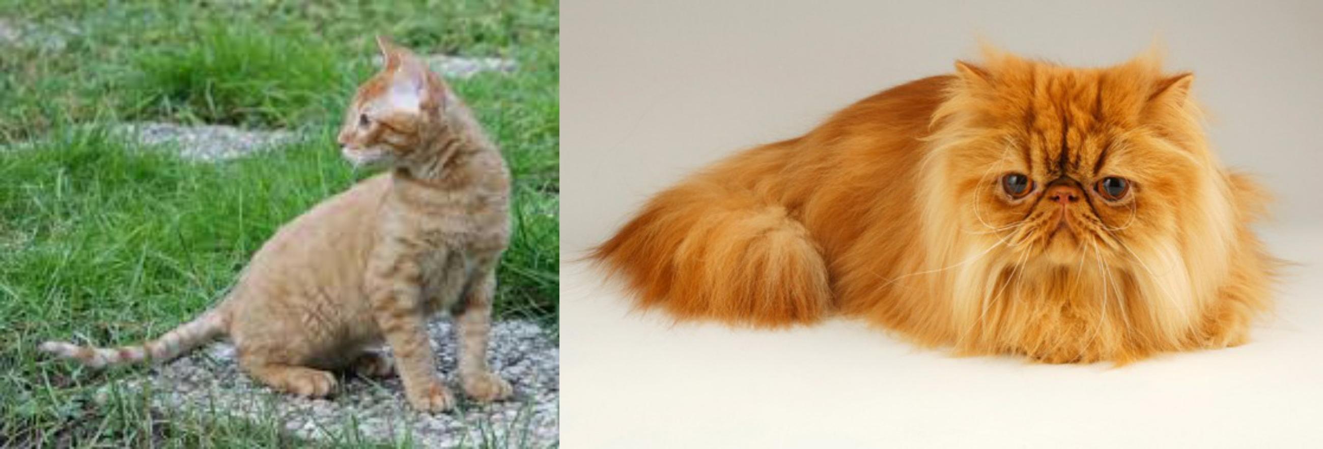 Persian vs German Rex - Breed Comparison | Petzlover