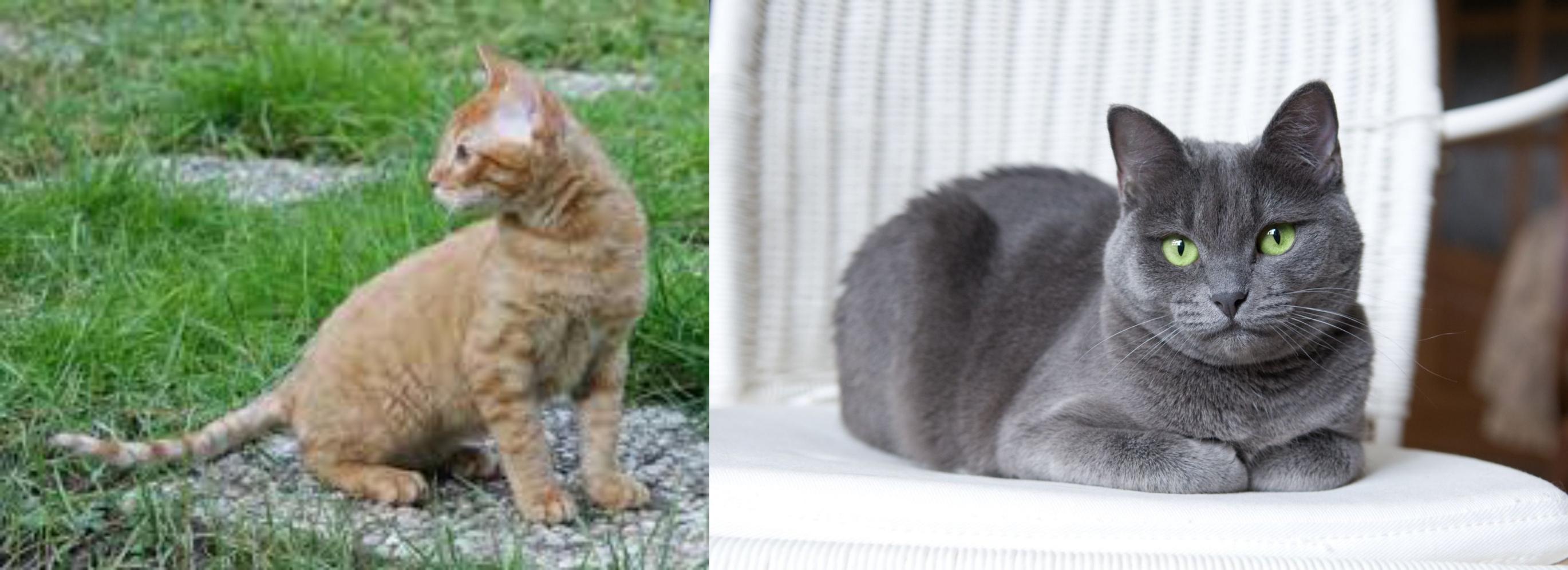 Russian Blue vs German Rex - Breed Comparison | Petzlover