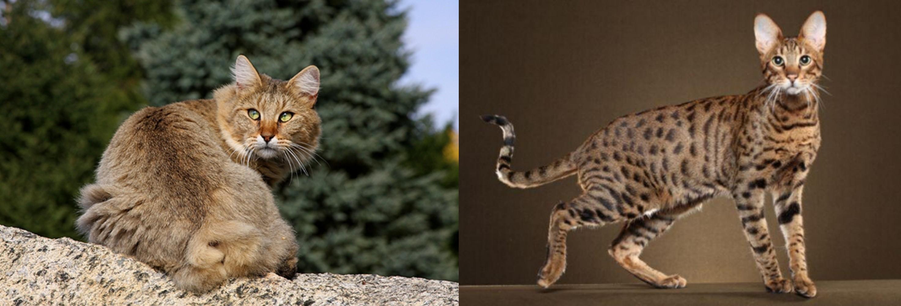 Savannah vs Jungle-Bob - Breed Comparison | Petzlover