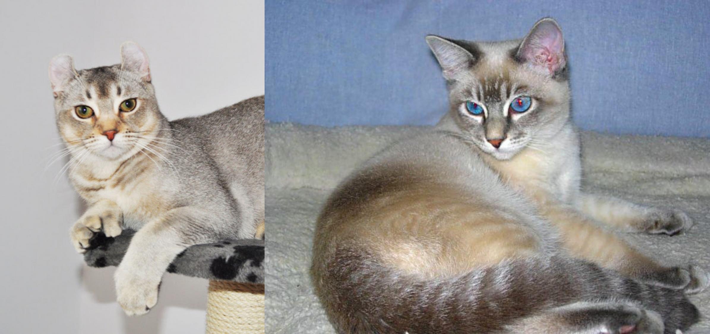 Tiger Cat vs Jungle-Curl - Breed Comparison | Petzlover