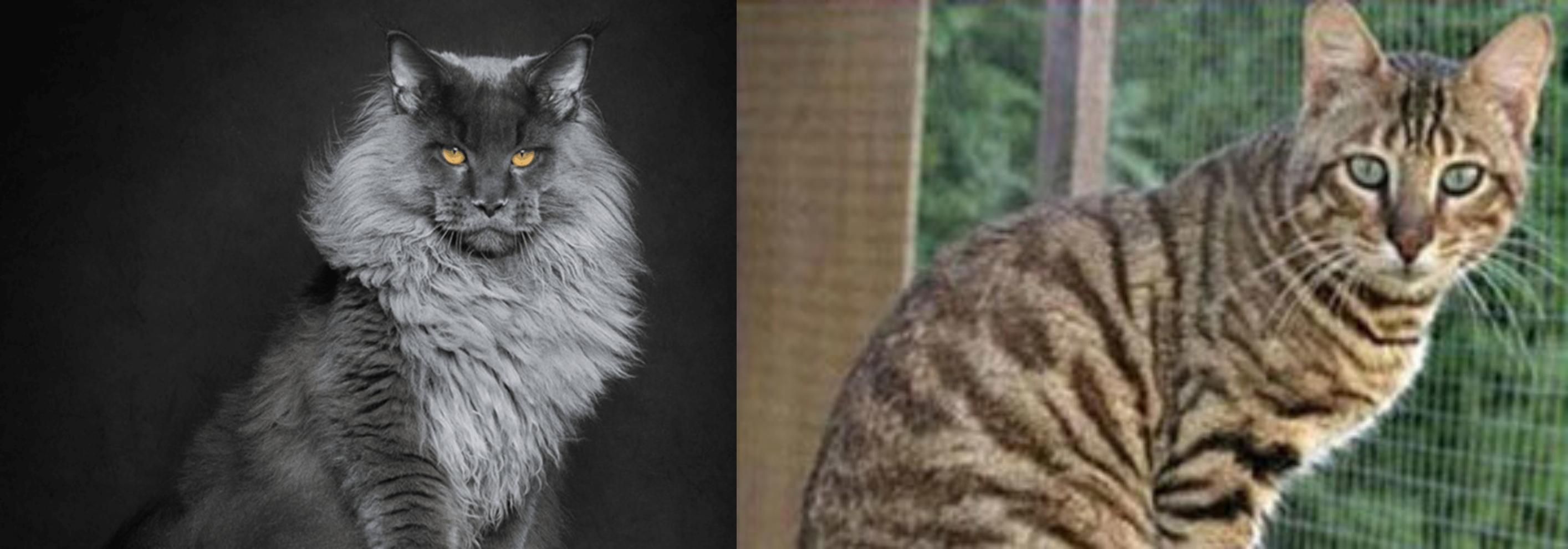 Ussuri vs Maine Coon - Breed Comparison | Petzlover