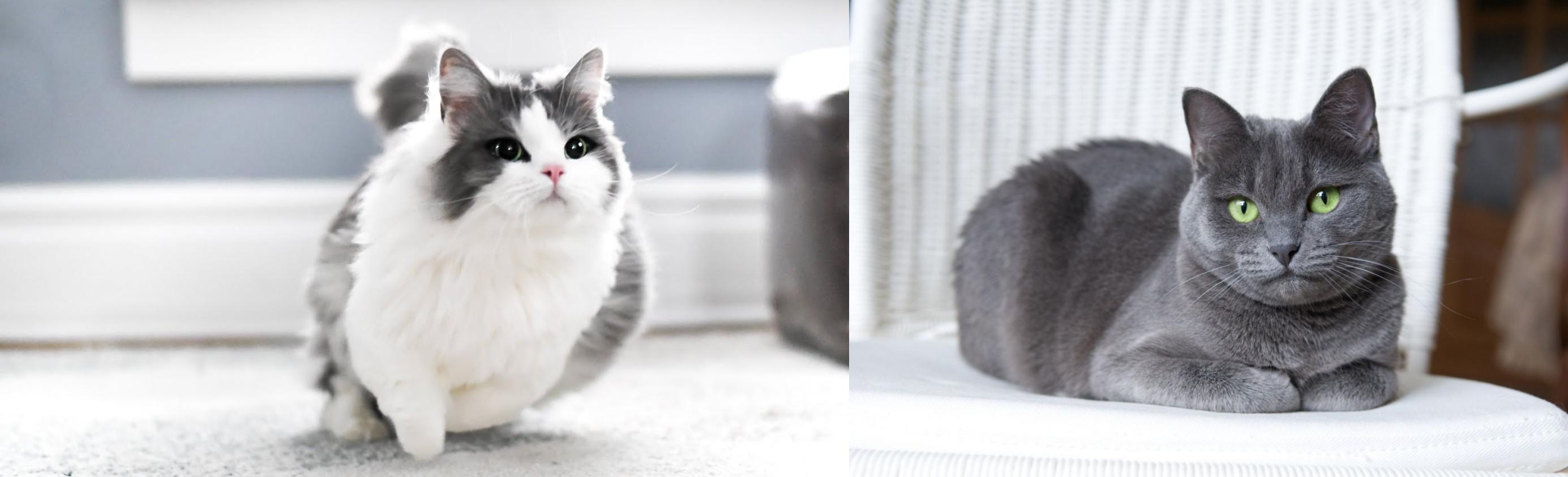 Russian Blue vs Munchkin - Breed Comparison | Petzlover