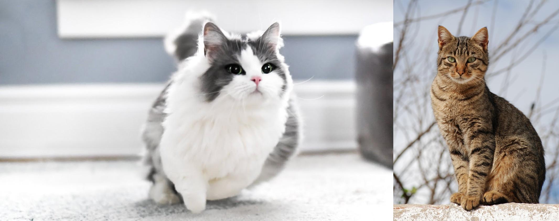 Tabby vs Munchkin - Breed Comparison | Petzlover