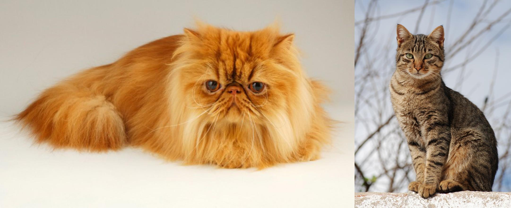 Tabby vs Persian - Breed Comparison | Petzlover