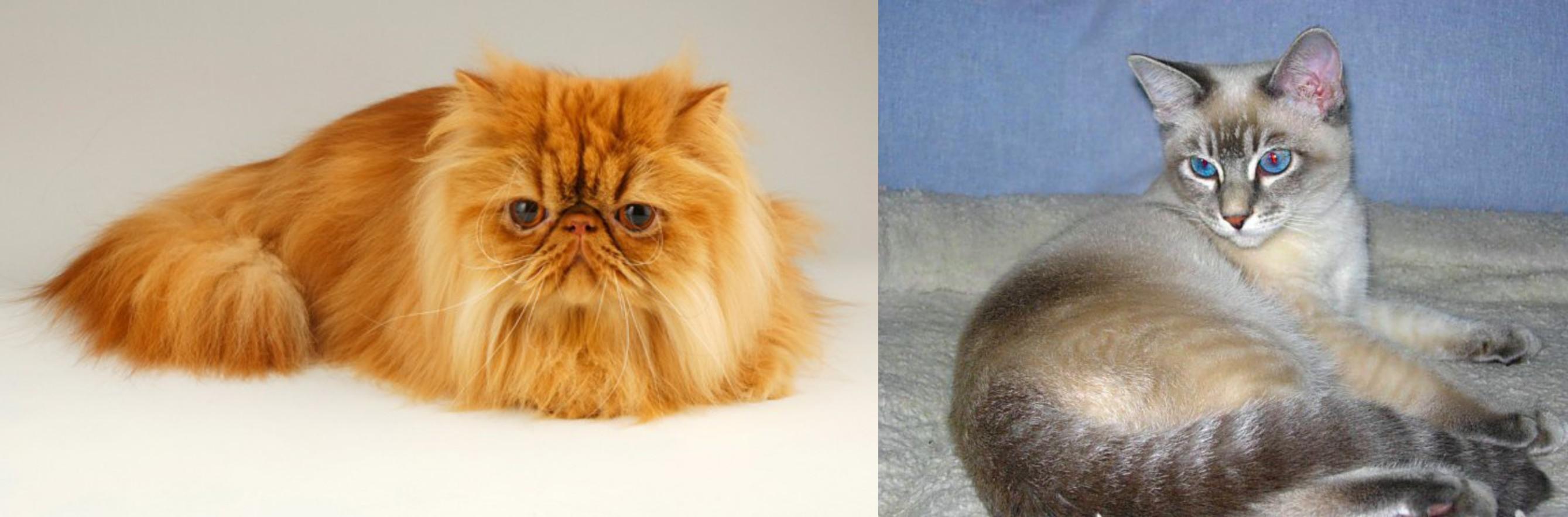 Tiger Cat vs Persian - Breed Comparison | Petzlover