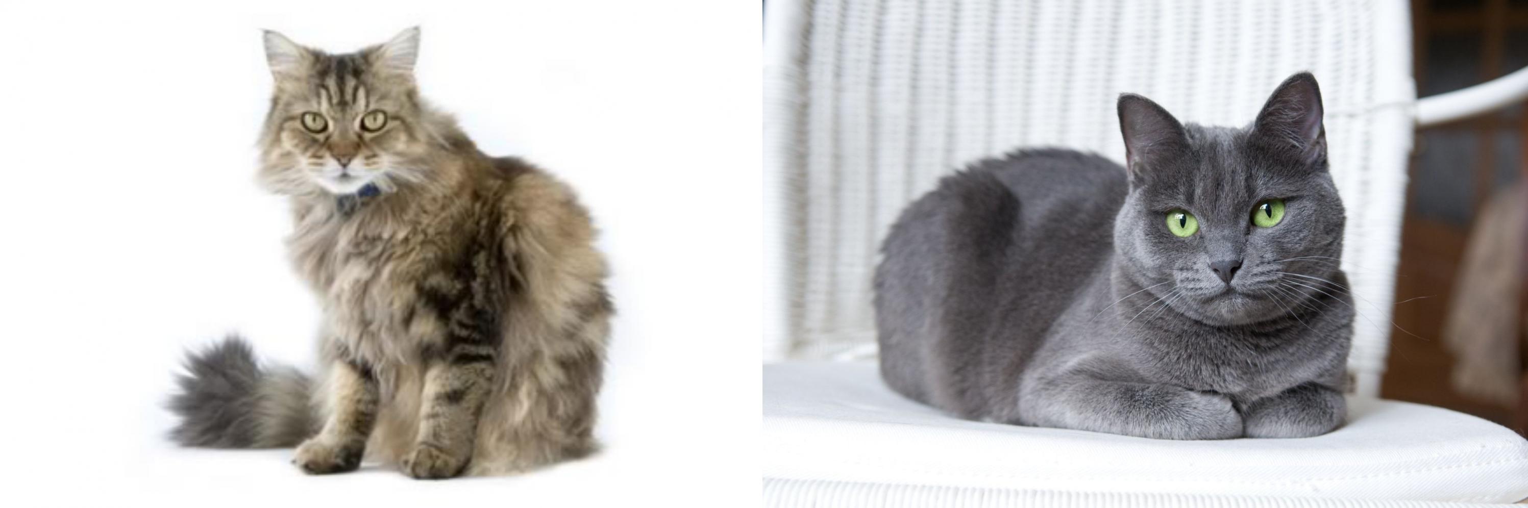 Russian Blue vs Ragamuffin - Breed Comparison | Petzlover