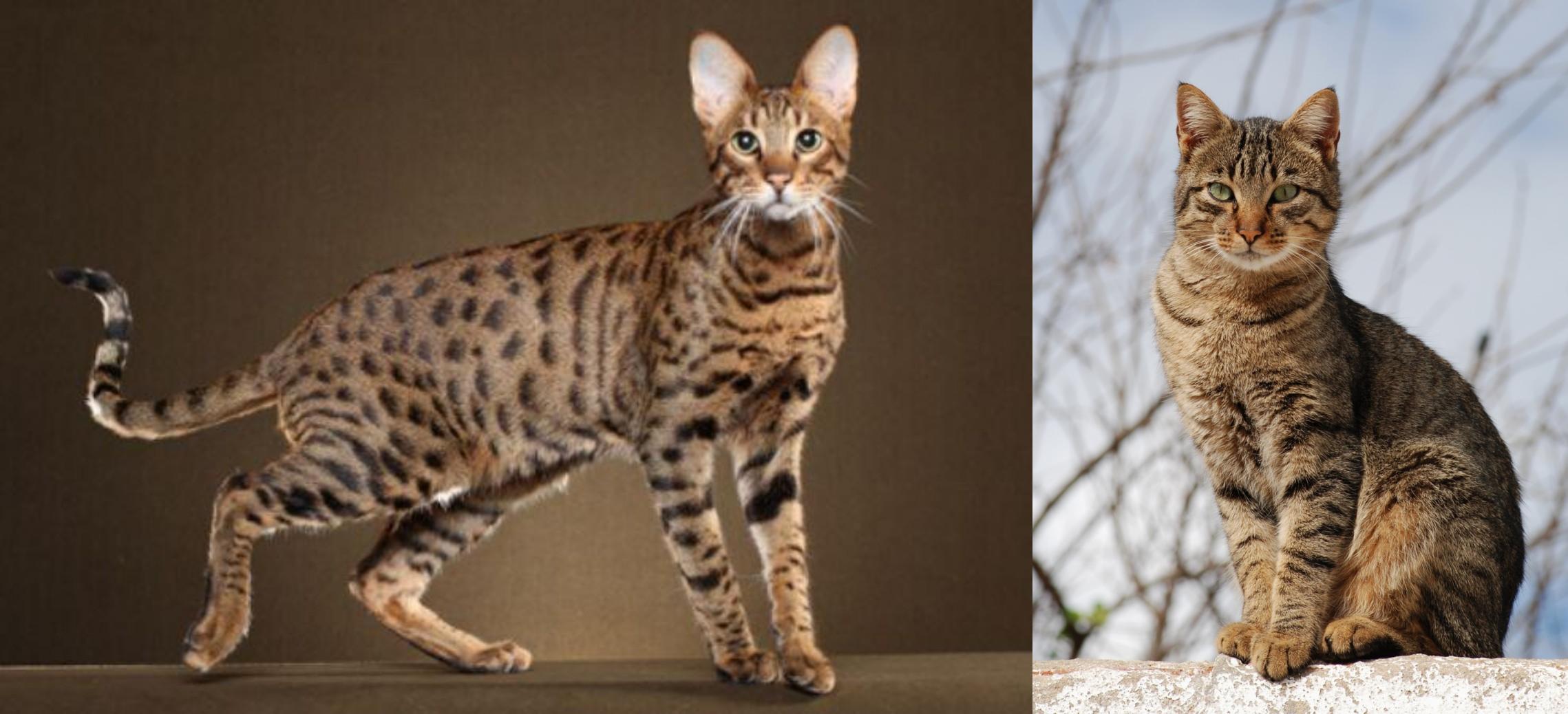 Tabby vs Savannah - Breed Comparison | Petzlover