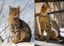 ashera cat size comparison