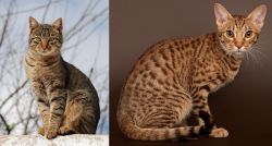 ocicat size comparison